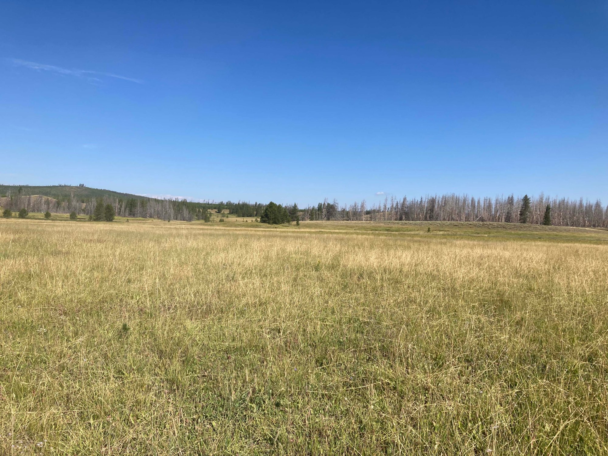 Flagg Ranch/Grass Loop Road – Camper Chronicles