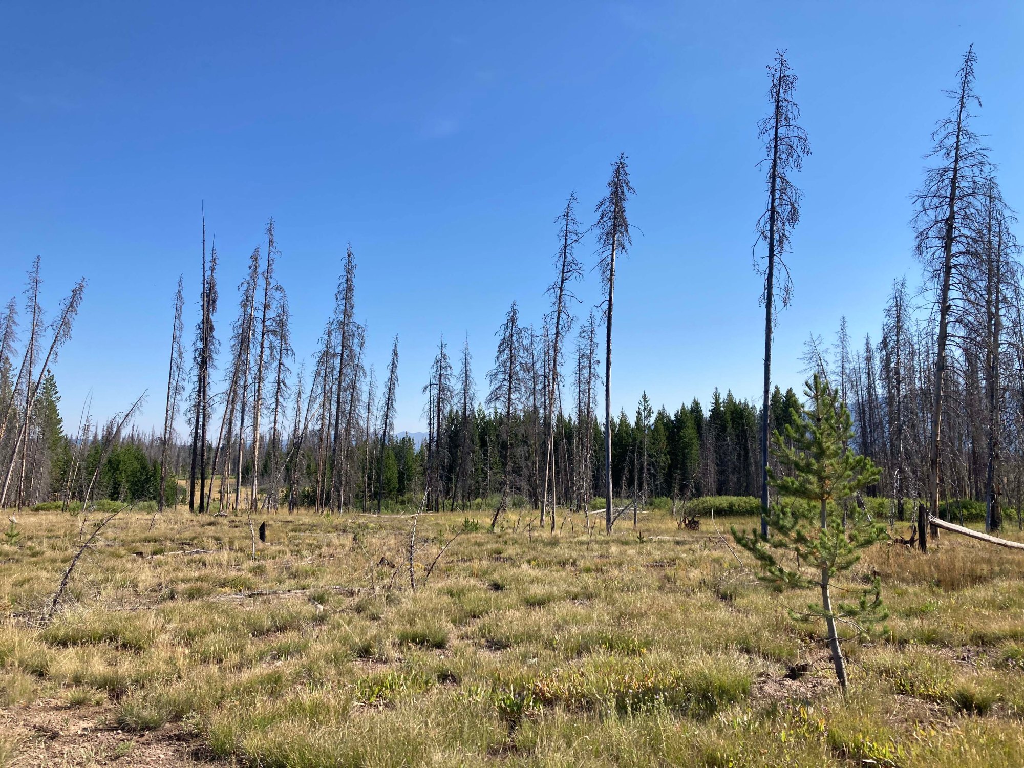 Flagg Ranch/Grass Loop Road – Camper Chronicles