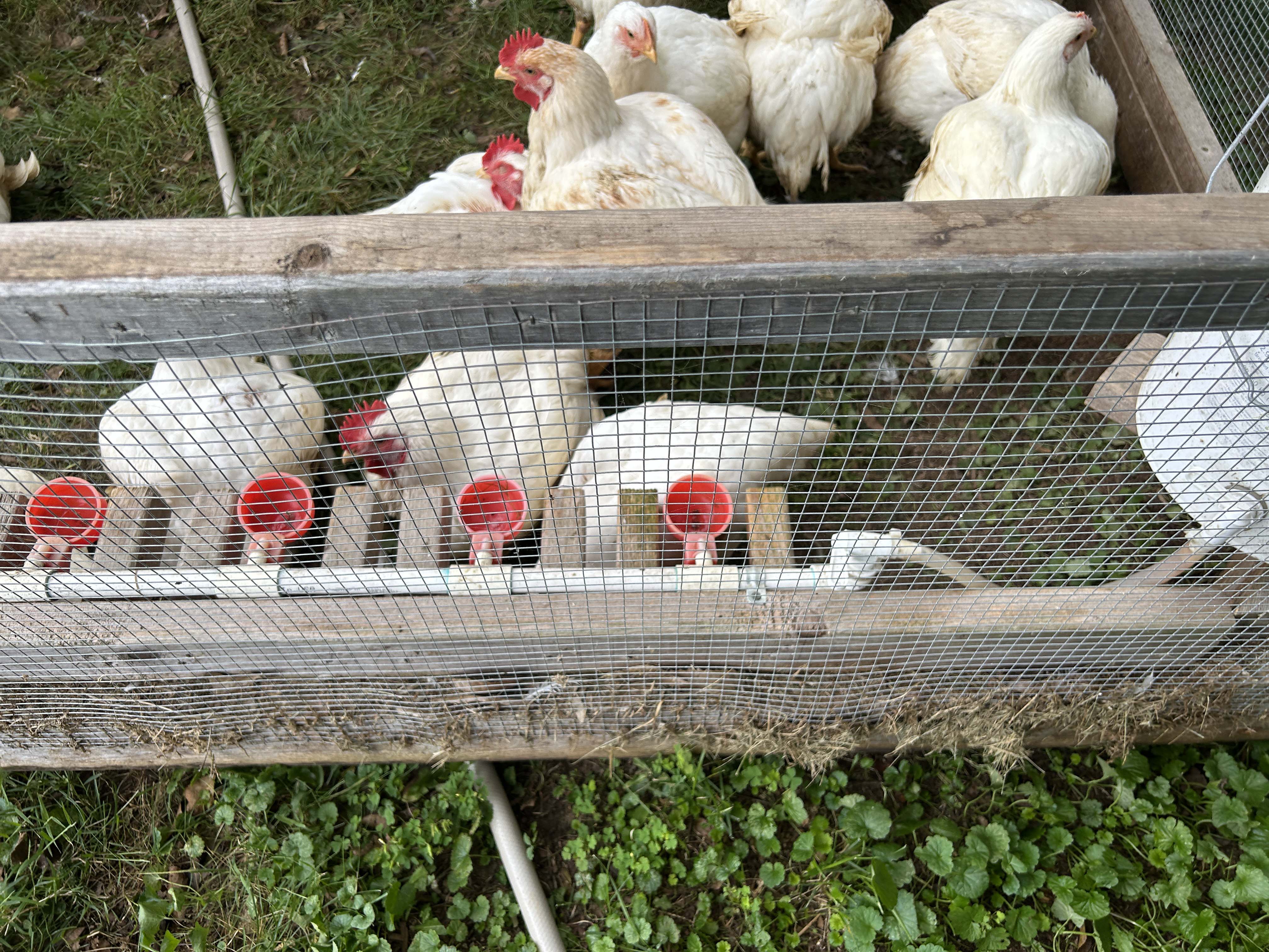 First Time Processing A Chicken – Camper Chronicles